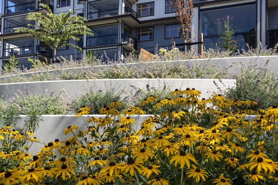 Carvolth综合开放空间-Goldenview公园，加拿大 / PMG Landscape Architects - docin.com豆丁网
